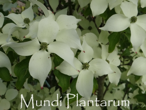 Cornus kousa 'Robert's Select' | Mundi Plantarum